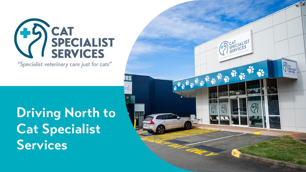 Finding Cat Specialist Services Driving Directions from North - YouTube