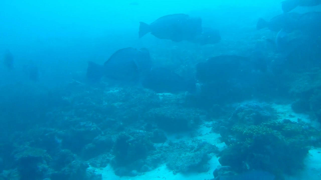 Chicken Reef, Dampier Strait, Raja Ampat - YouTube