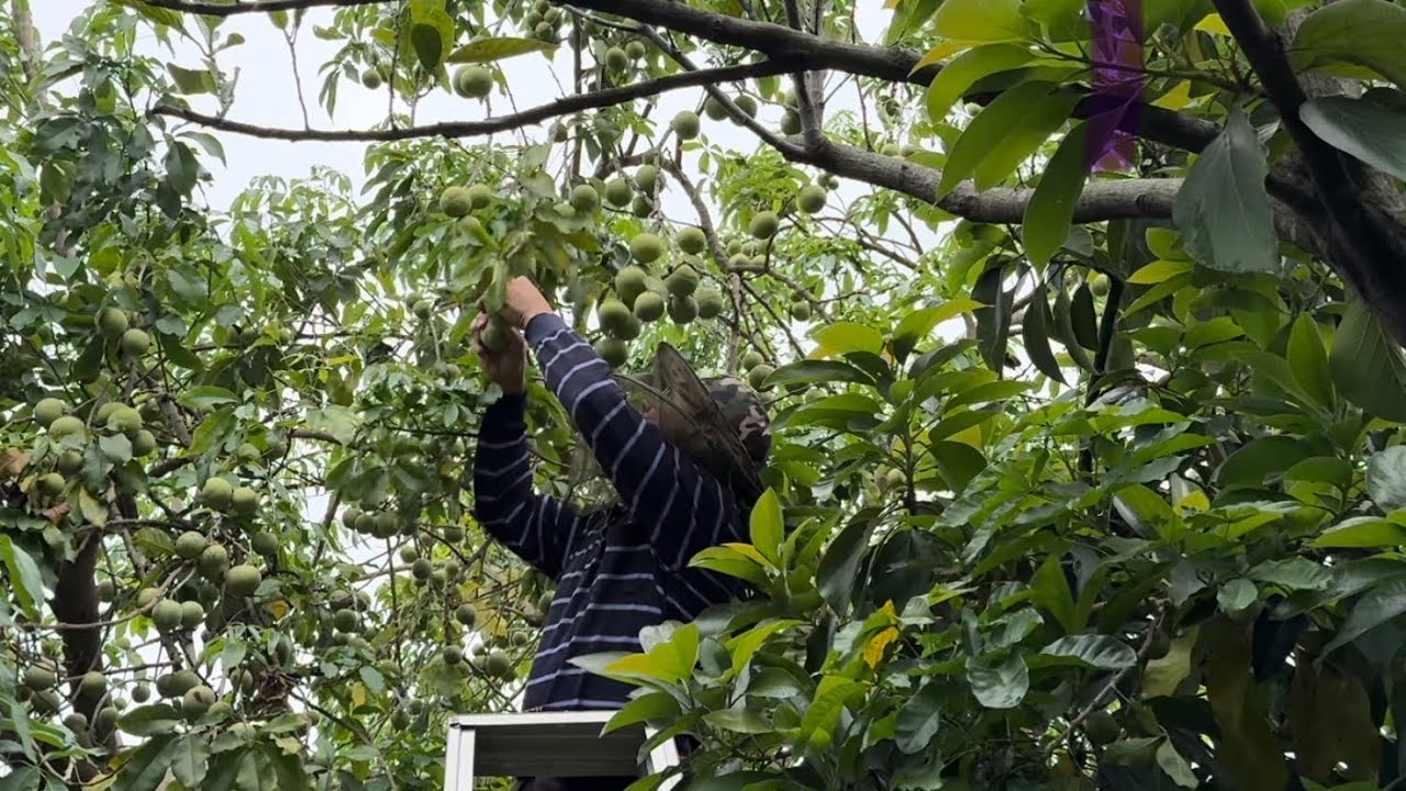 今年「白柿（冰淇淋果）」長太多且沒疏果，果實長不大，不過還是得採收！ 2024年5月26日 - YouTube