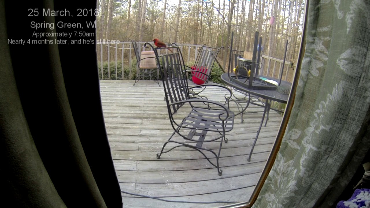 Cardinal Biggles is Still At It - 3-25-18 - YouTube