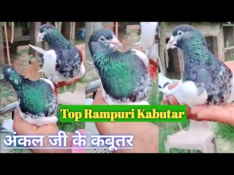 original Rampuri Kabutar|| सोक करवाएंगे आपको अंकल जी आपने कबूतरों का 💯 ...