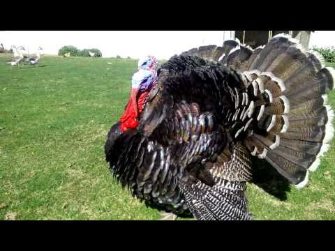 Hindilerin gaza gelişi     gülmek garanti