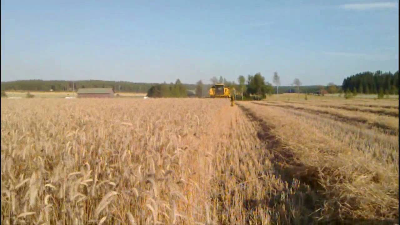 Rye Harvest 2010 in Finland - YouTube