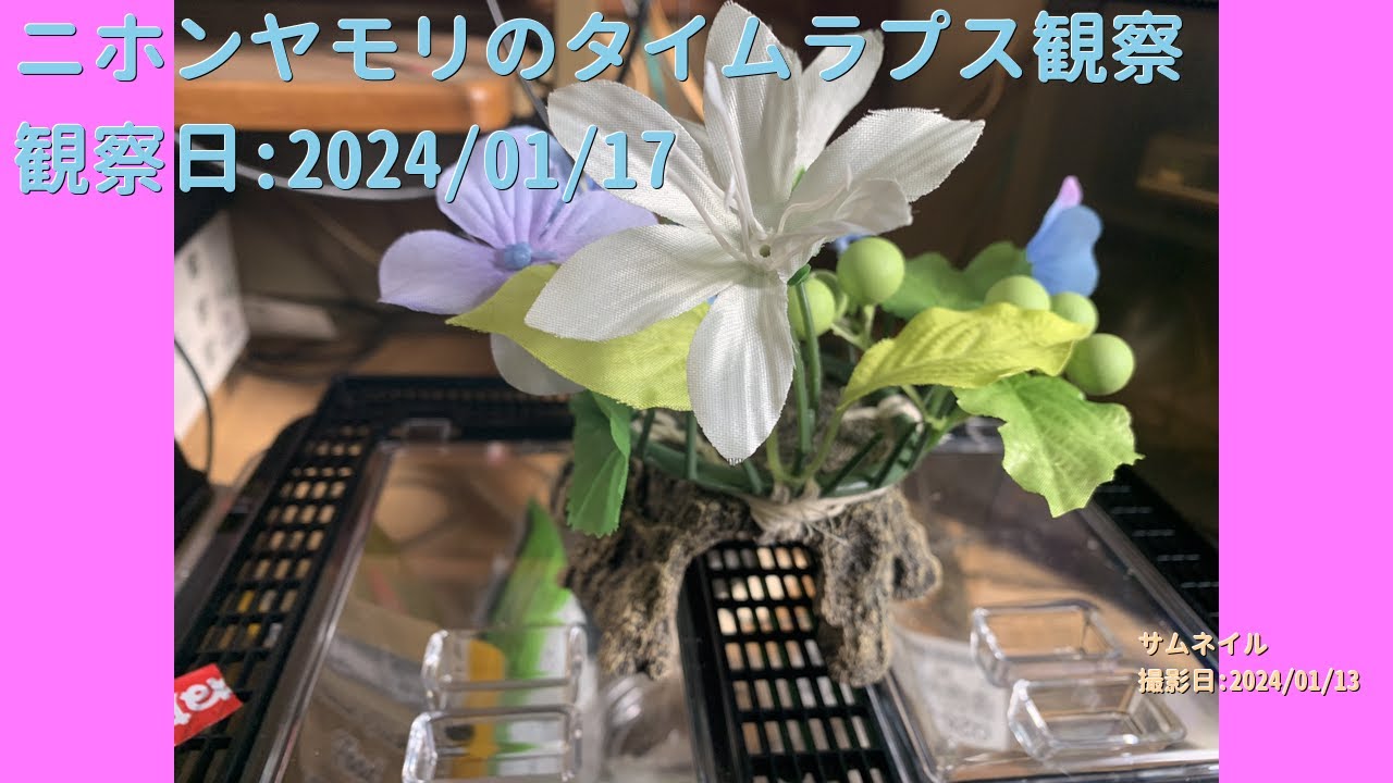 【For Work】 RPi-Cam-Web-Interfaceを使ったテスト（Timelapse） 2024年01月17日 - YouTube