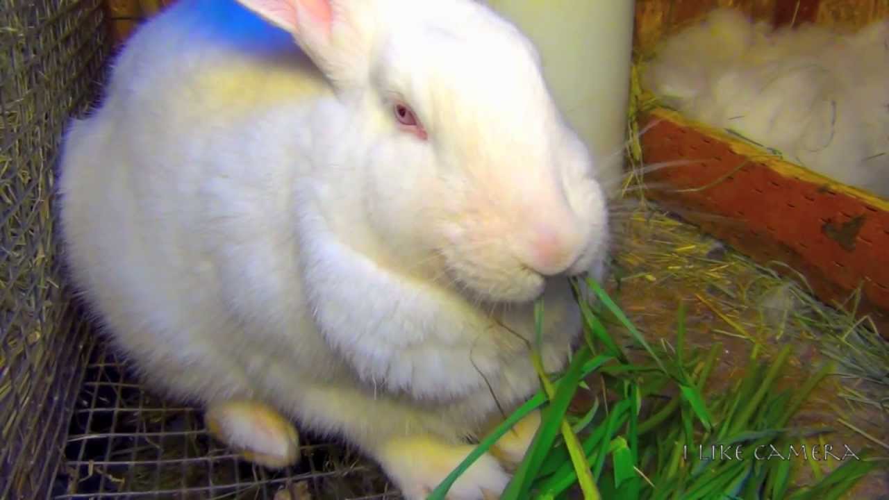 White Bunny Eats Grass - YouTube