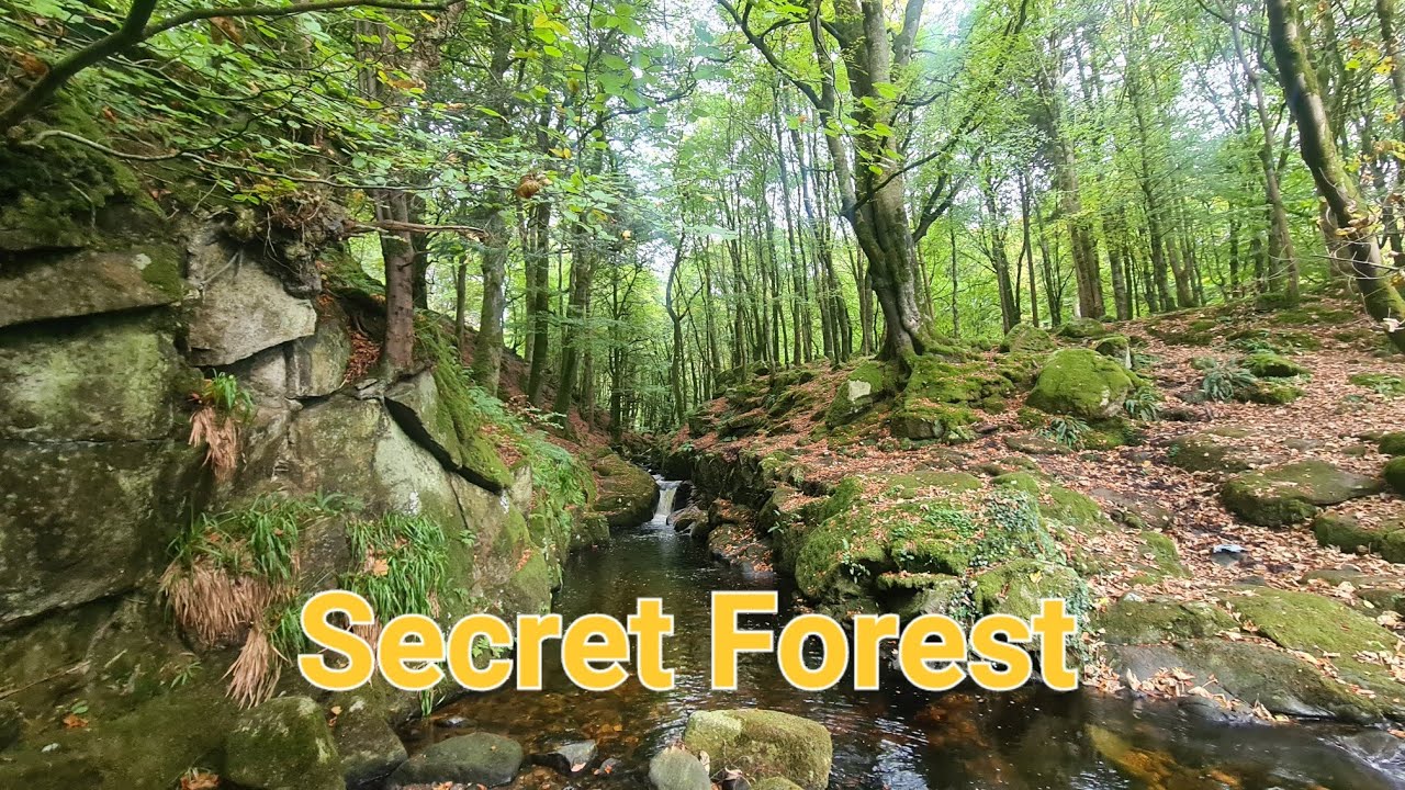 Secret Forest For Instant Sleep 4k - YouTube