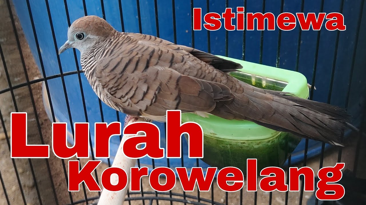 Perkutut Lurah lokal alam ‼️ Korowelang Super Mantap - YouTube
