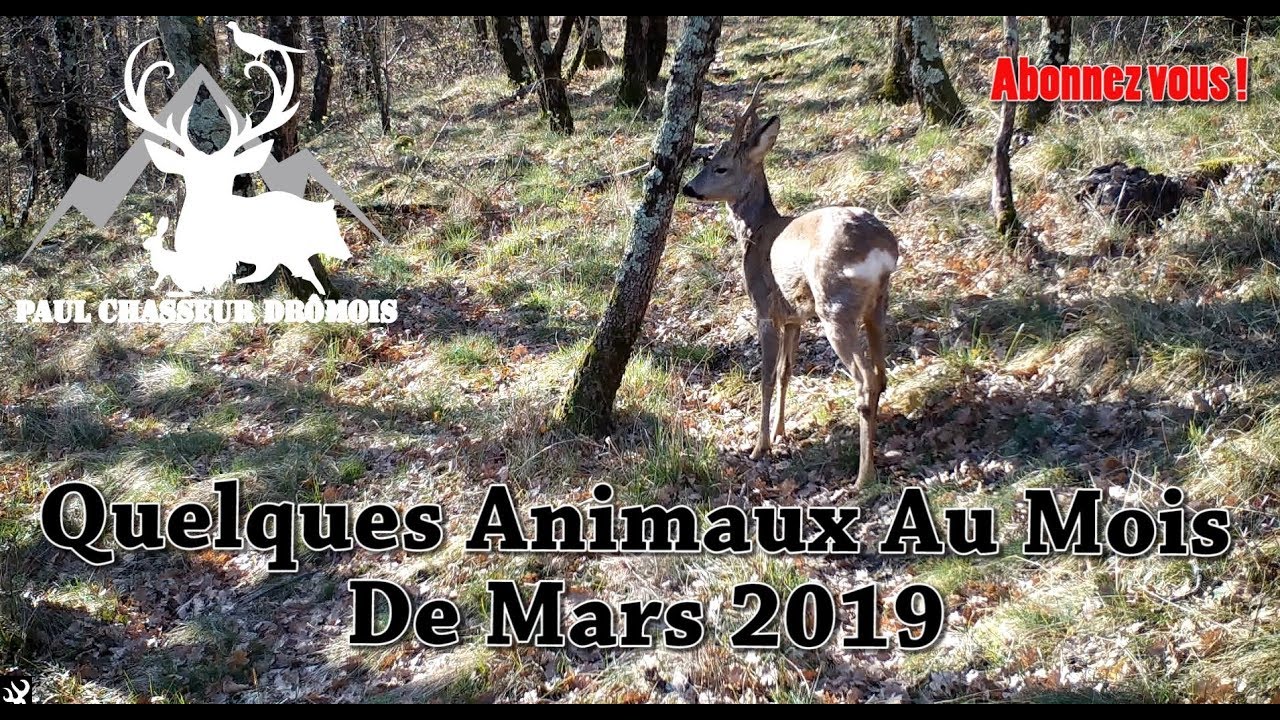 Les Animaux Du Mois De Mars 2019 🐗🦊🦌 - YouTube