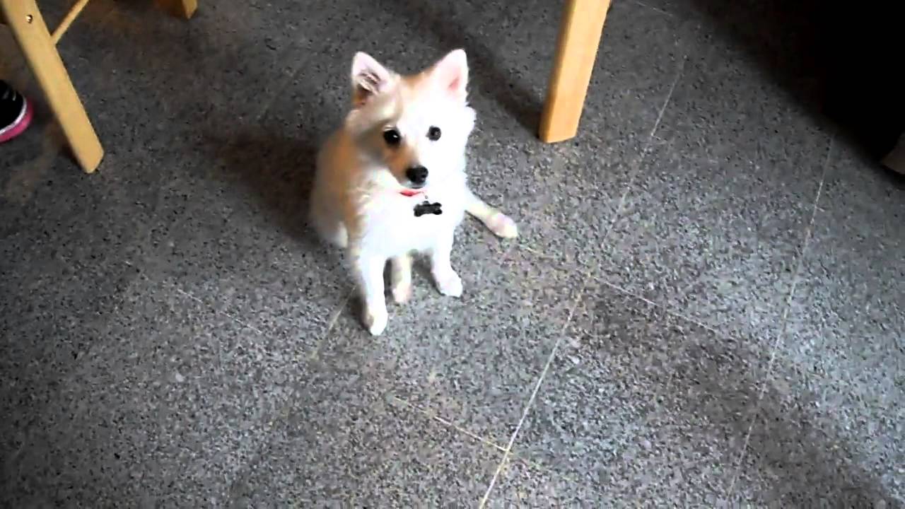 Ghost - American Eskimo at 4 months old being trained! - YouTube