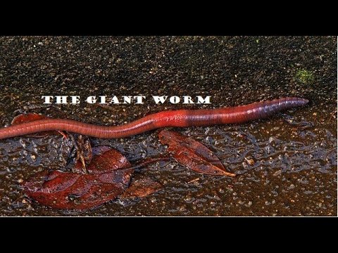The Giant Worm - kids bedtime sleep meditation - sleep story - YouTube