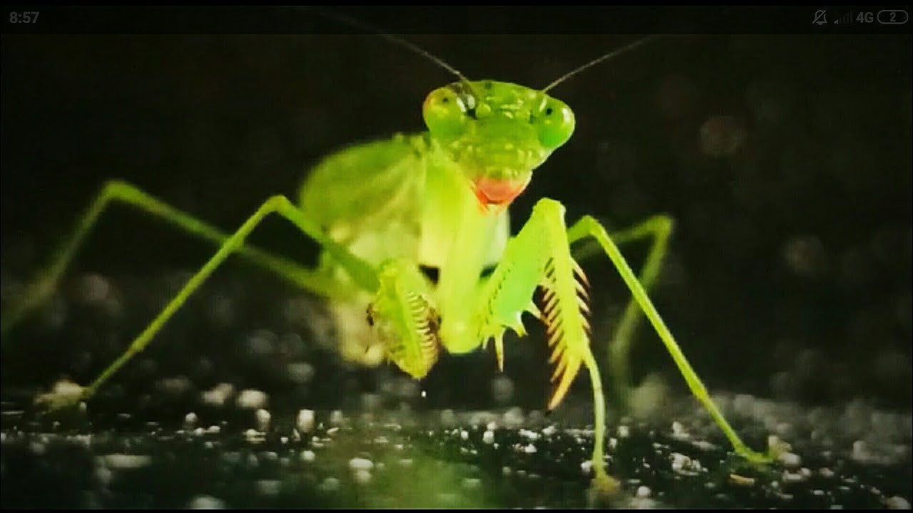 PRAY FOR THE DEAD || PRAYING MANTIS - YouTube