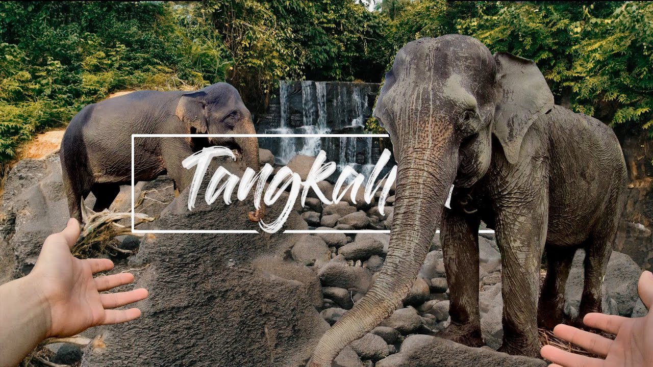 (4K) EXPLORE ALL THE PLACES IN TANGKAHAN - NORTH SUMATRA - YouTube