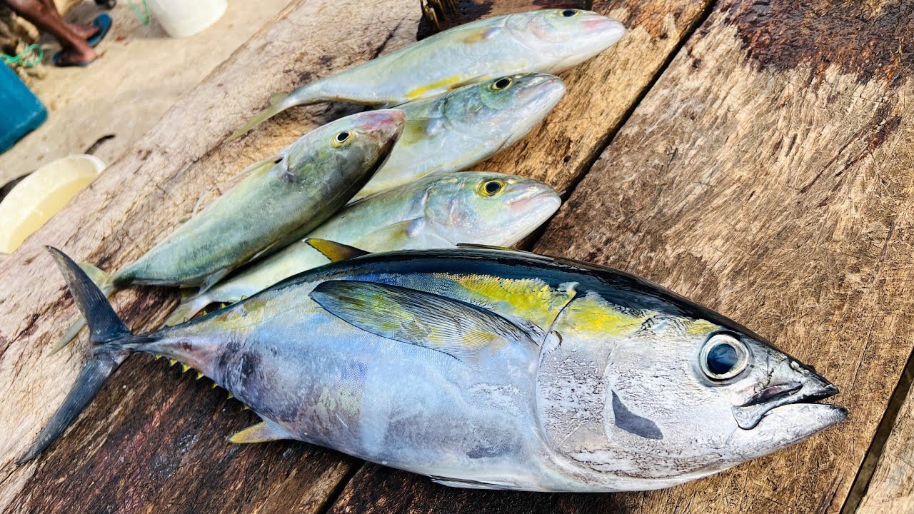 Live Tuna Filleting Skills | Tuna Boneless Cutting Skills - YouTube