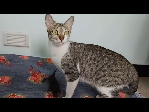 1 day old Premature Newborn Kitten and mother cat - YouTube