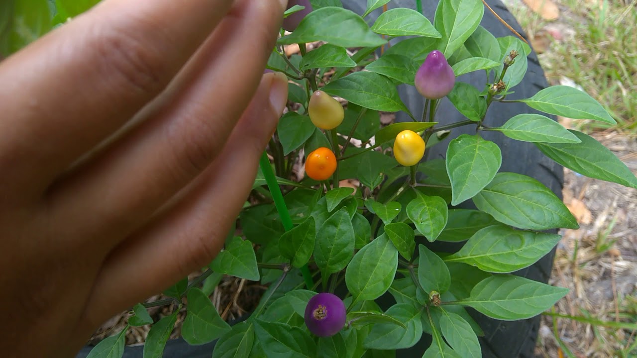 A quick windy garden update | growing colorful Loco peppers - YouTube