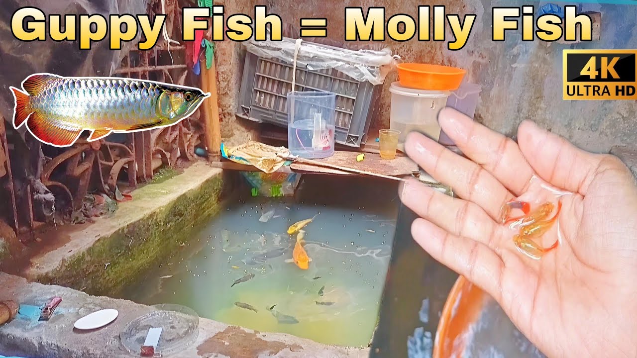 Fish Vlog || Guppy Fish 4k Ultra HD Video || Aquarium Setup Video ...