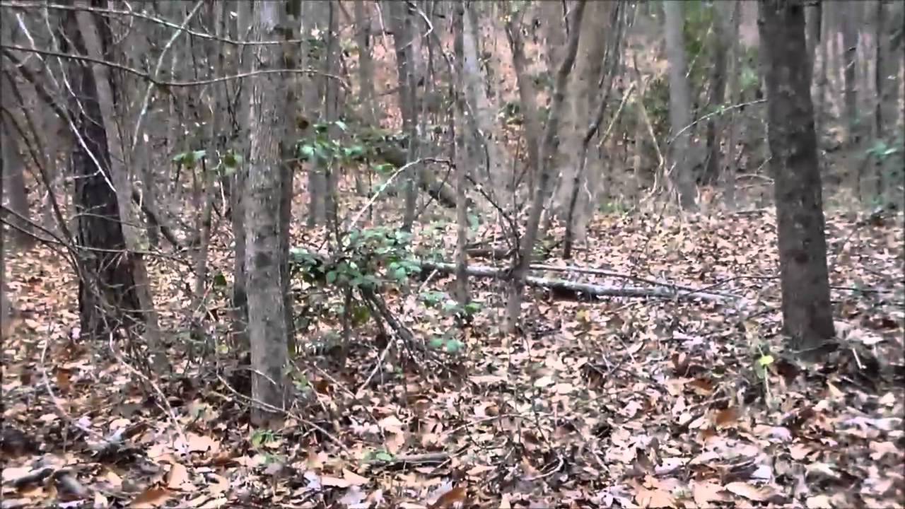 Deer hunting with dogs in Ivor Va. - YouTube