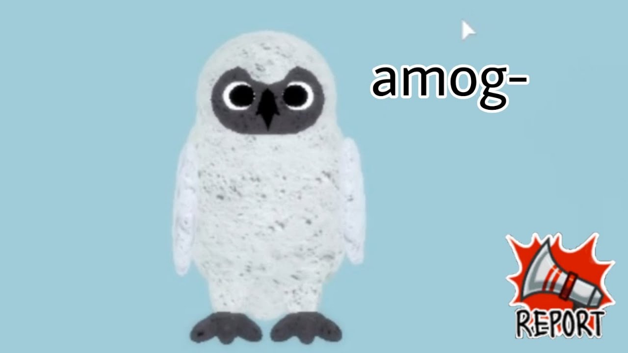amogus owl from feather family - YouTube