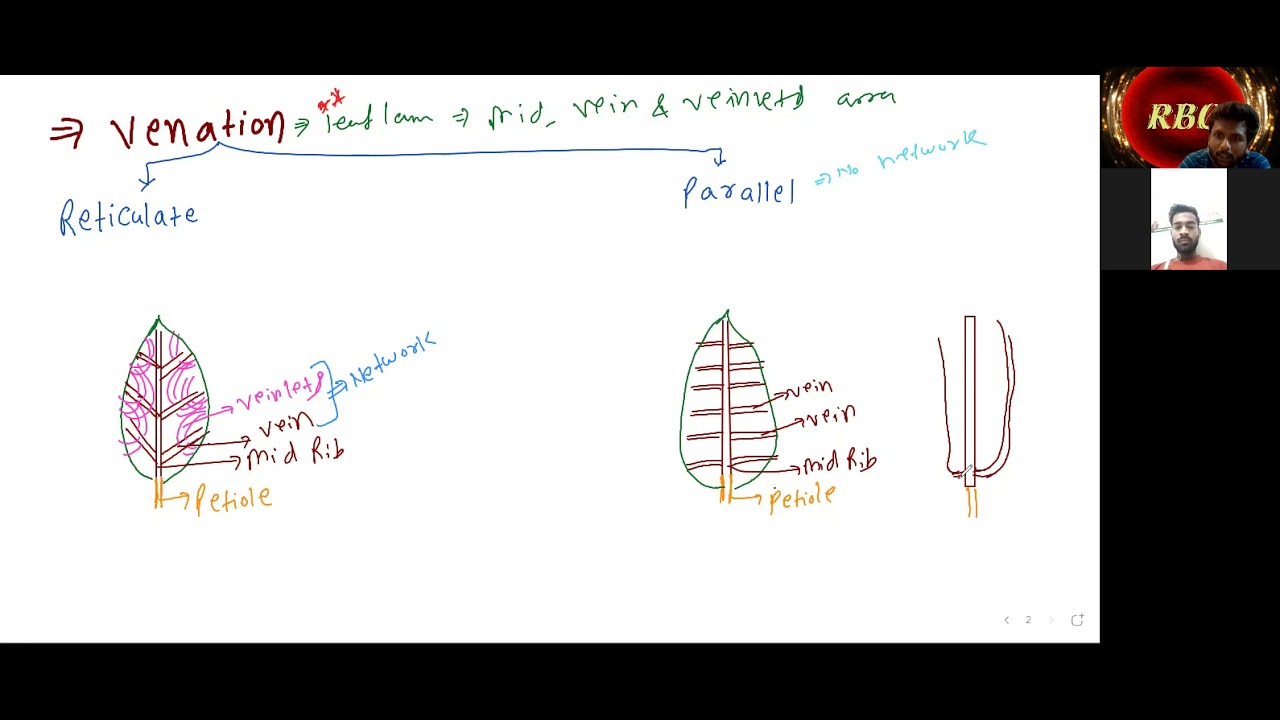 21 November2021 L- 2 [ Reticulate and Parallel Venation ] - YouTube