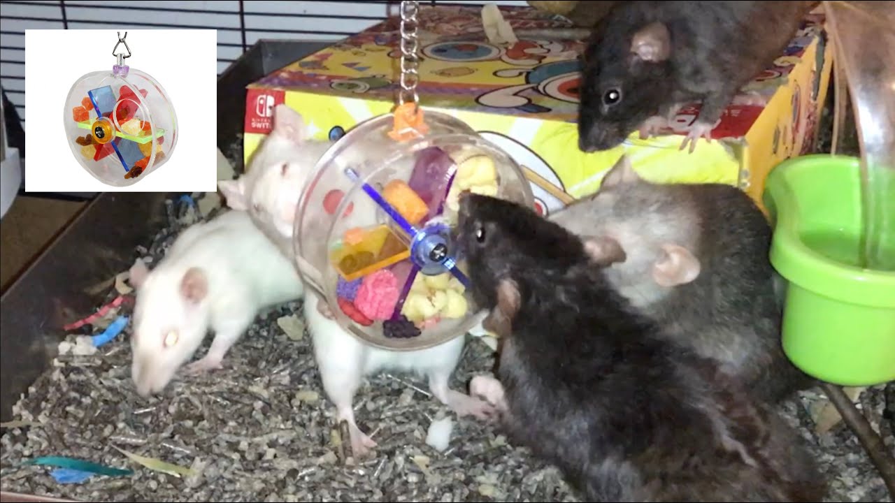 Rat Foraging Friday #50 (Acrylic Foraging Wheel) - YouTube