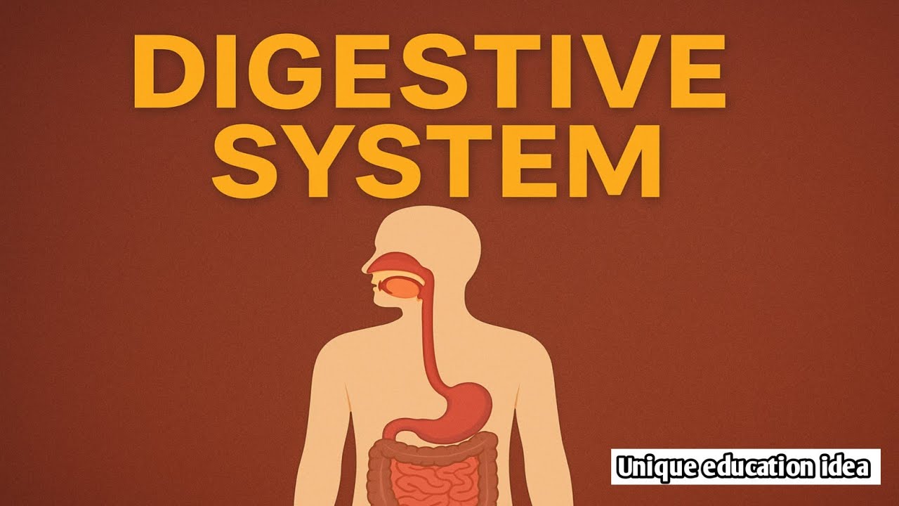 Digestive system with animations ll Digestion process full video ...