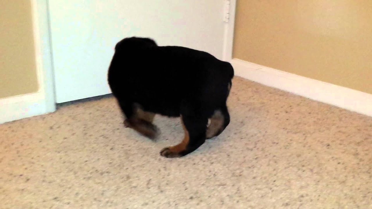 Eiko Vom Daniel Rott offspring - YouTube