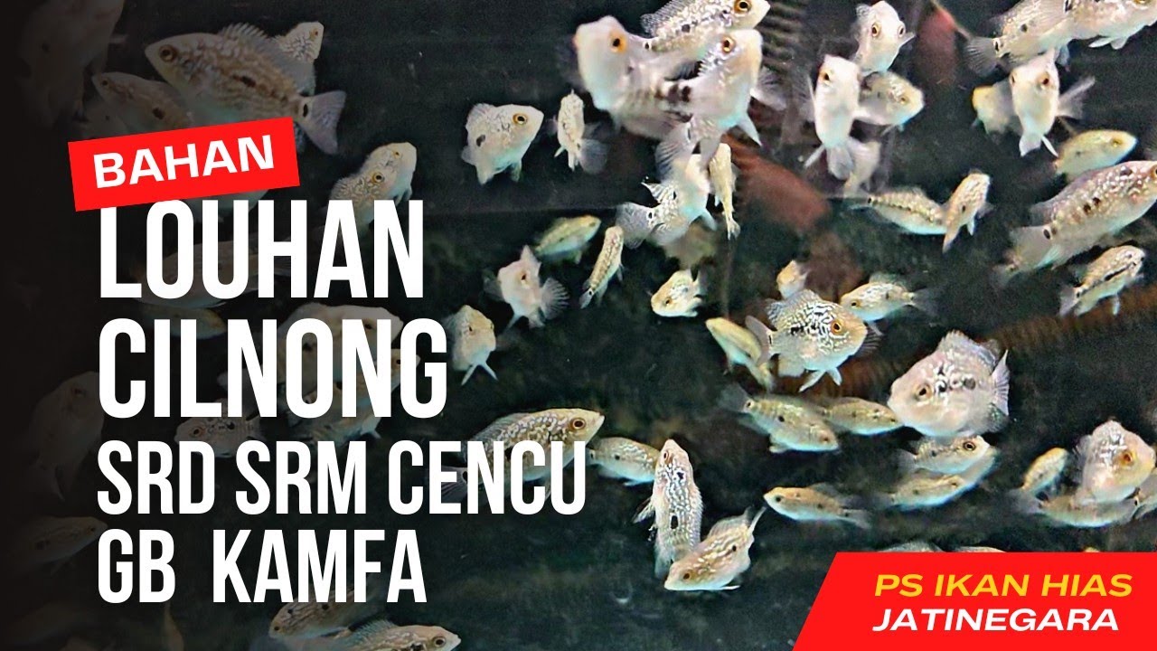 LOUHAN SRD GB SRM CENCU KAMFA || PASAR IKAN HIAS JATINEGARA - YouTube