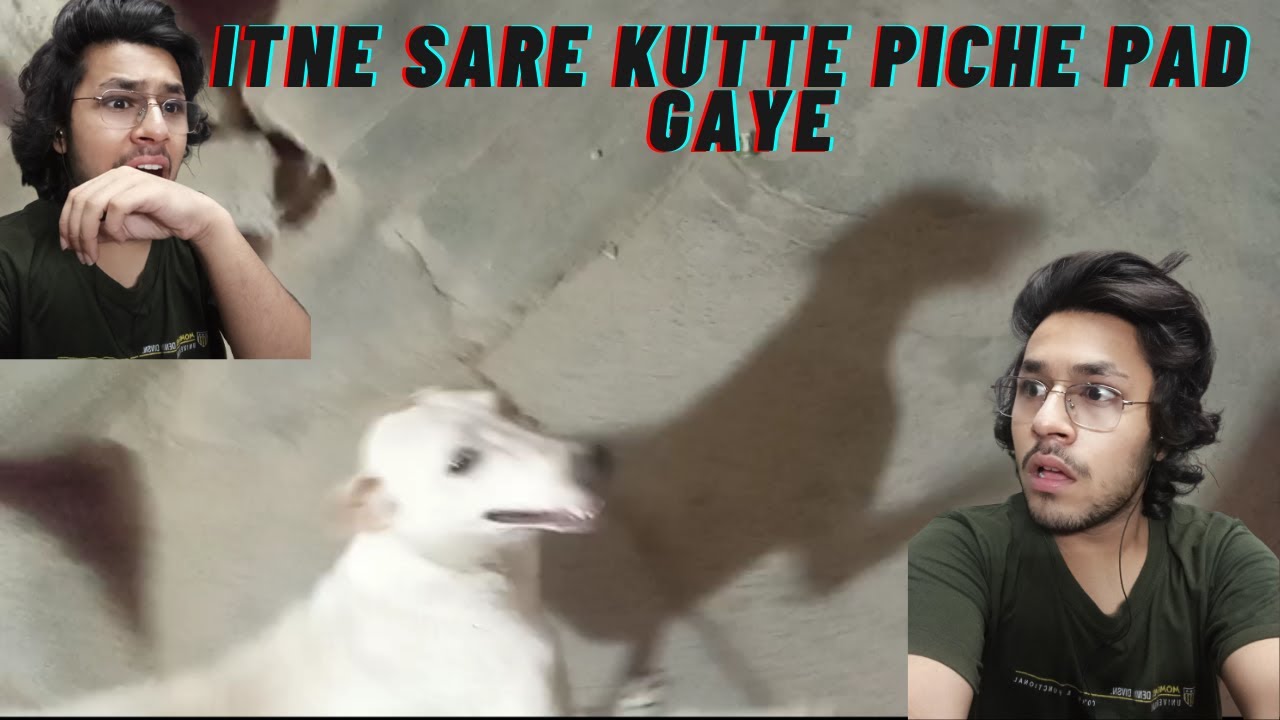 itne sare kutte kaha se aa gaye ?? | Myk vlogs - YouTube