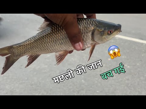 मछली का जान बच गई || Rahu fishing || Rahu fish video || Released Rahu ...