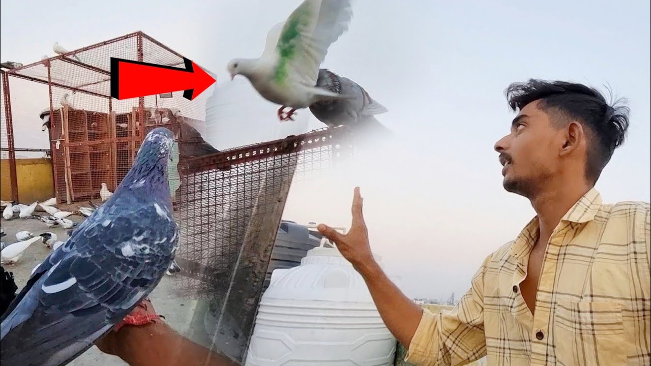 Colour Lgaa Hua kabootar Pakda😍 - YouTube