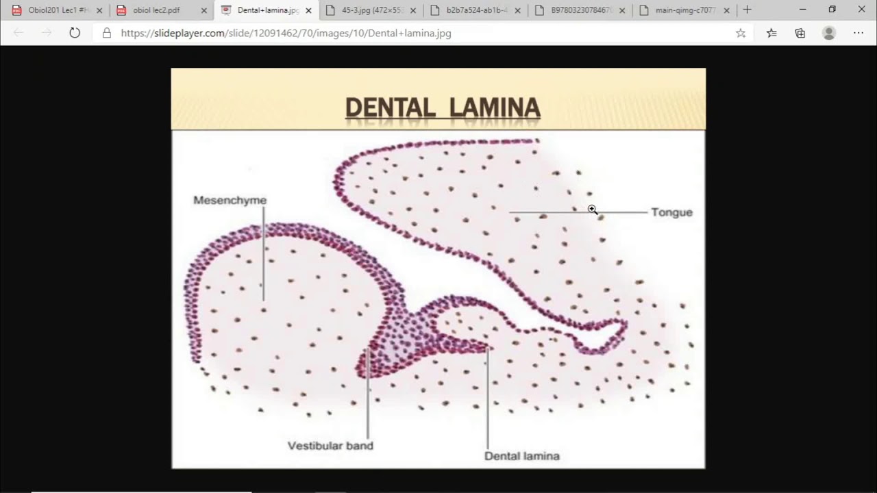 شرح: Oral Biology Tooth Development (المحاضرة الأولى) - YouTube