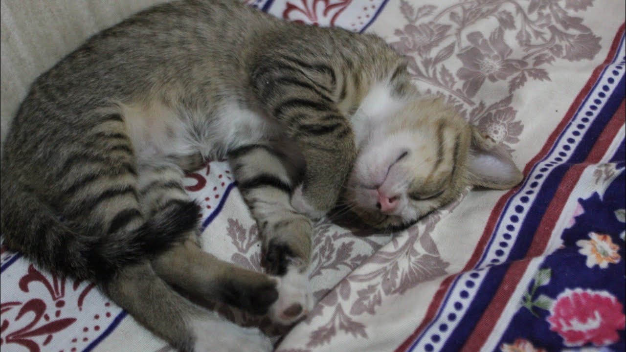 Rescued Kitten's First Night Sleep at home |Too Much Playtime|Restful ...
