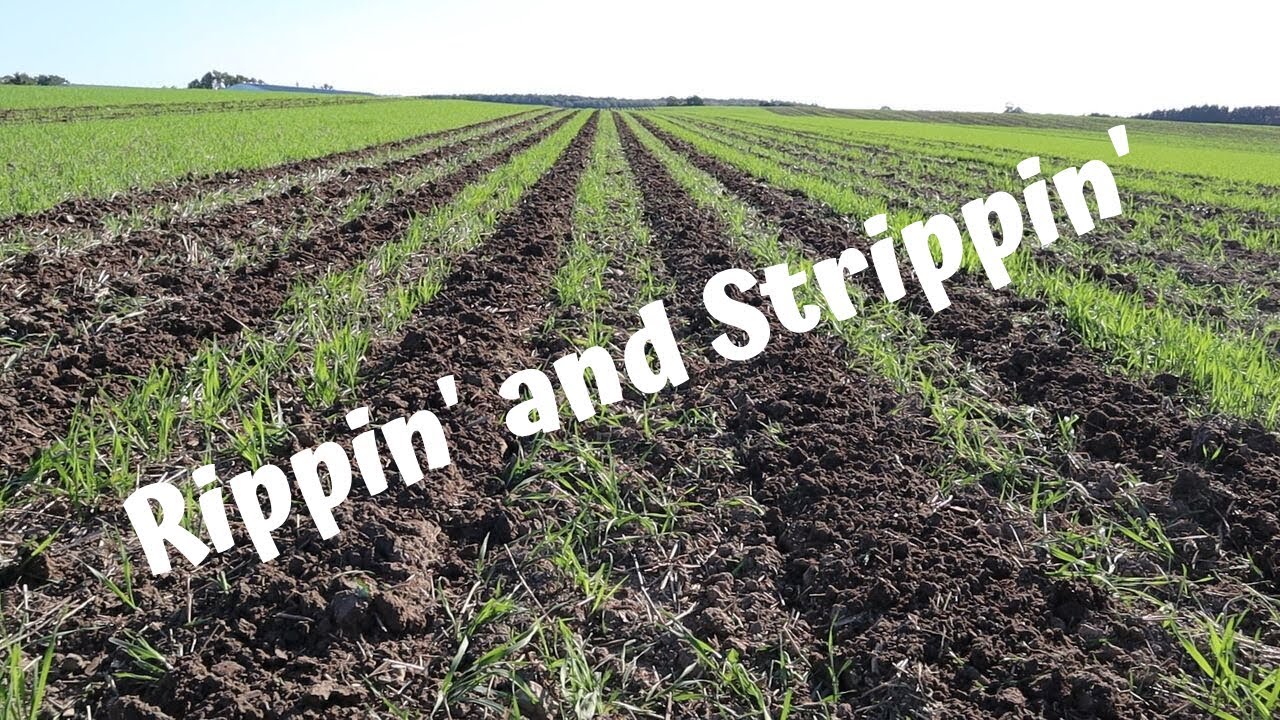 Strip-till, Cover crops, and Checking Beans | Vlog 36 - YouTube