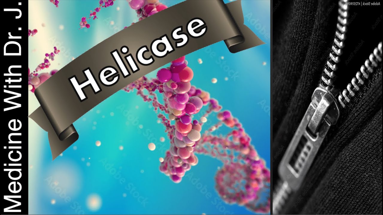 Helicase Explained - Enzyme Design - YouTube