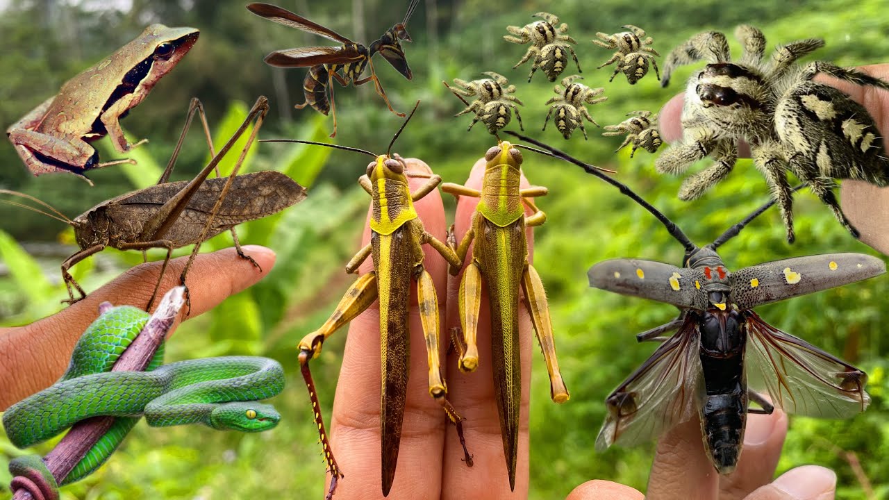 catching jumping spiders with their children, lizards, chameleons ...