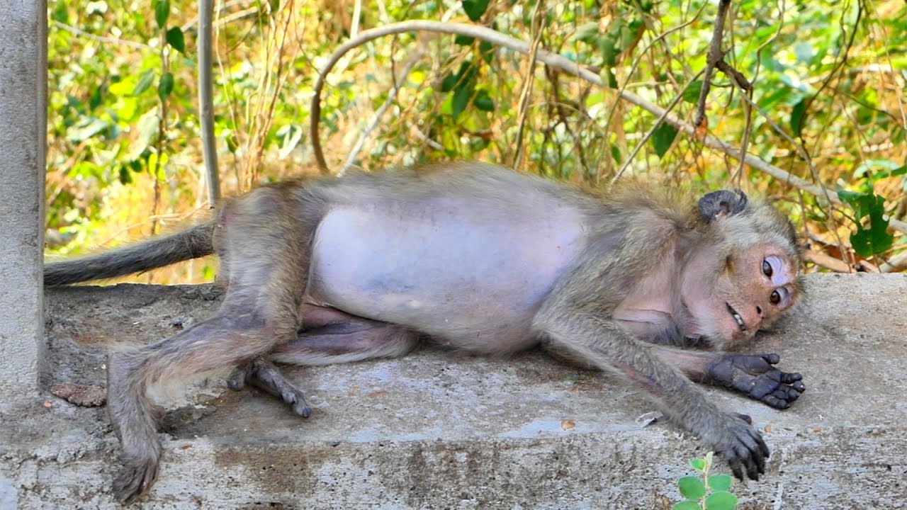 Too Poor Old Skinny Monkey sleep alone - YouTube