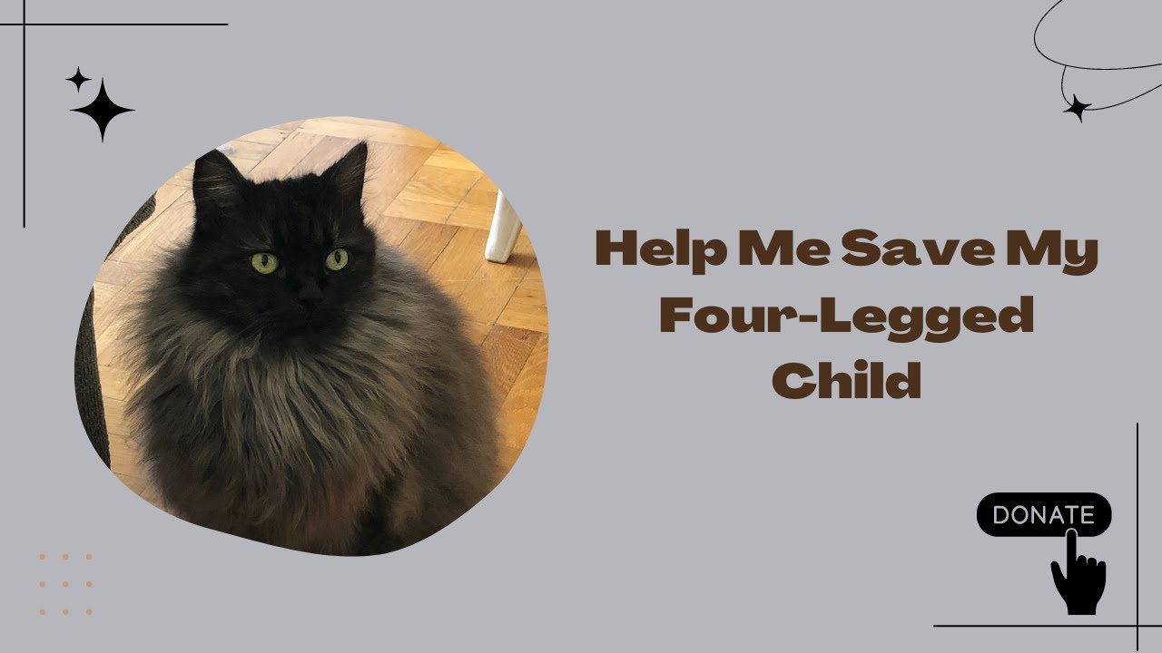 Help Me Save My Four-Legged Child - YouTube
