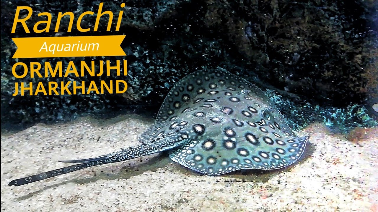 Ranchi Aquarium Ormanjhi |Exploring New aquarium at Ormanjhi Ranchi ...