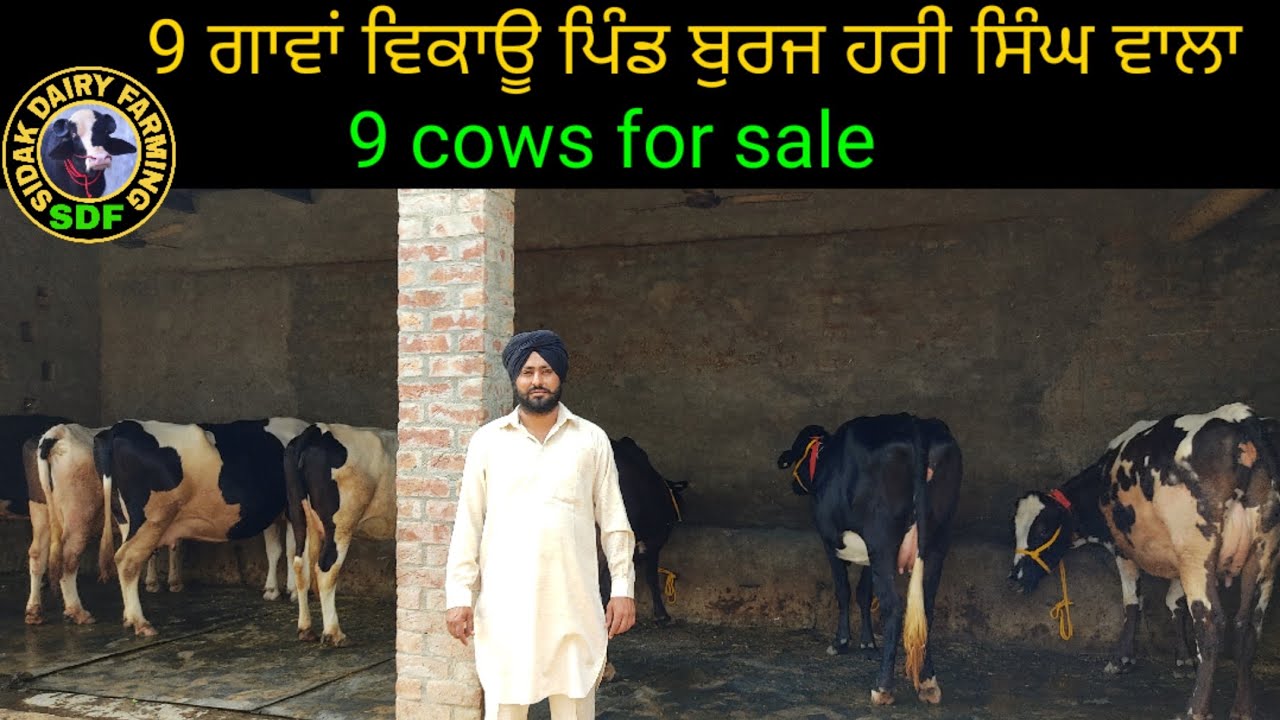 Nine cows for sale, 9 ਗਾਵਾਂ ਵਿਕਾਊ ਪਿੰਡ ਬੁਰਜ ਹਰੀ ਸਿੰਘ ਵਾਲਾ - YouTube
