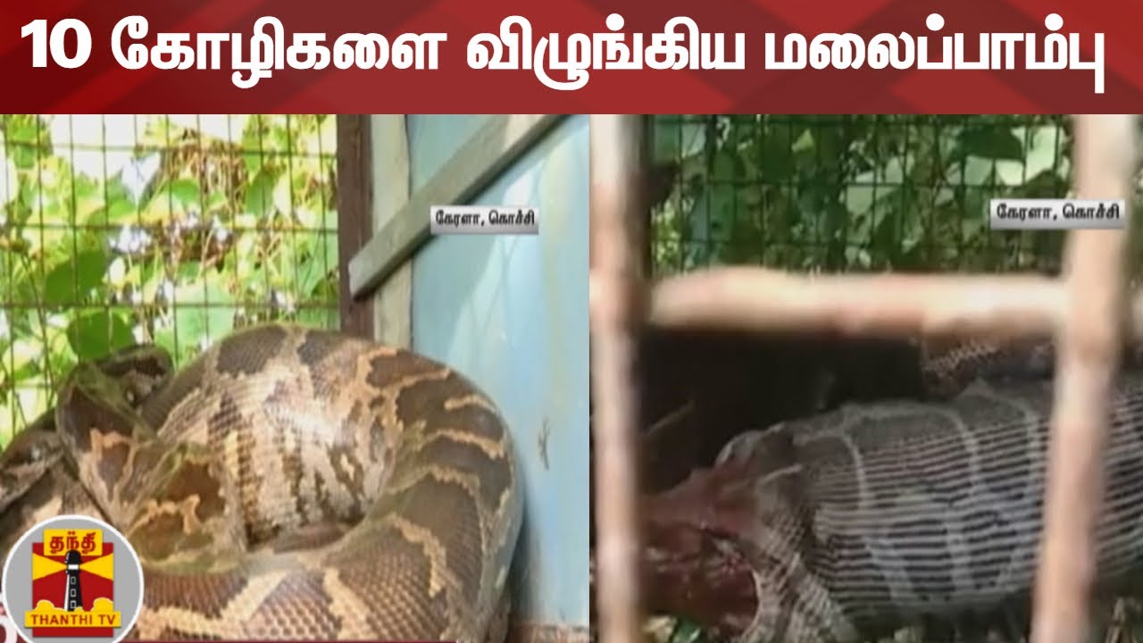 10 கோழிகளை விழுங்கிய மலைப்பாம்பு | Python | Kerala - YouTube