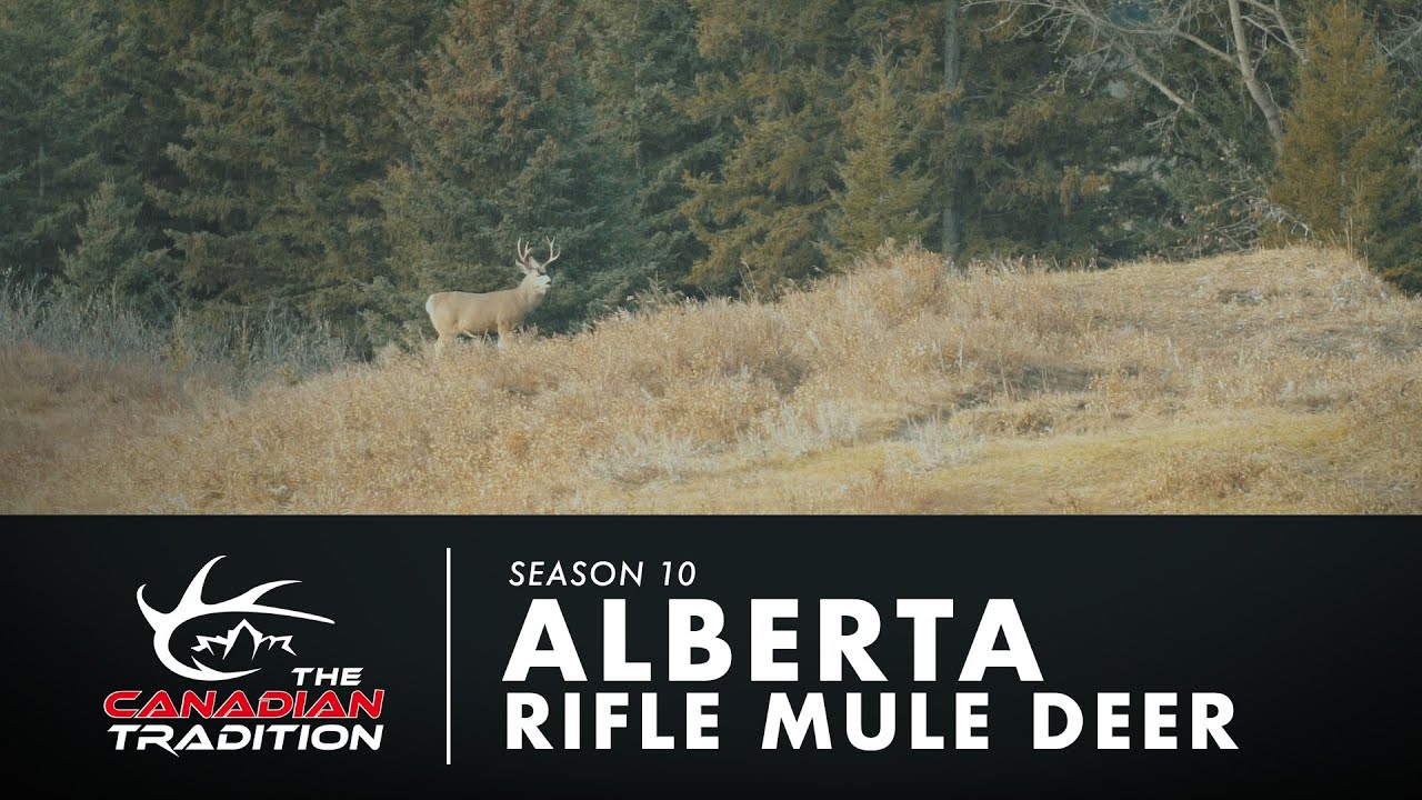 Alberta Rifle Mule Deer - YouTube