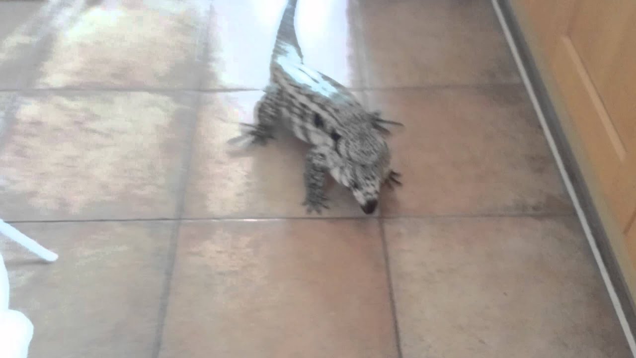 Blue tegu chasing roaches - YouTube