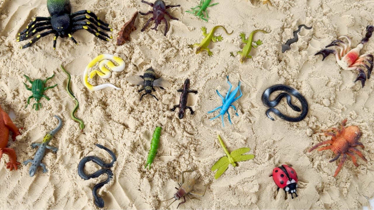 Creatures Hiding In The Sand! Snakes, Spiders, Insects and more! Learn ...
