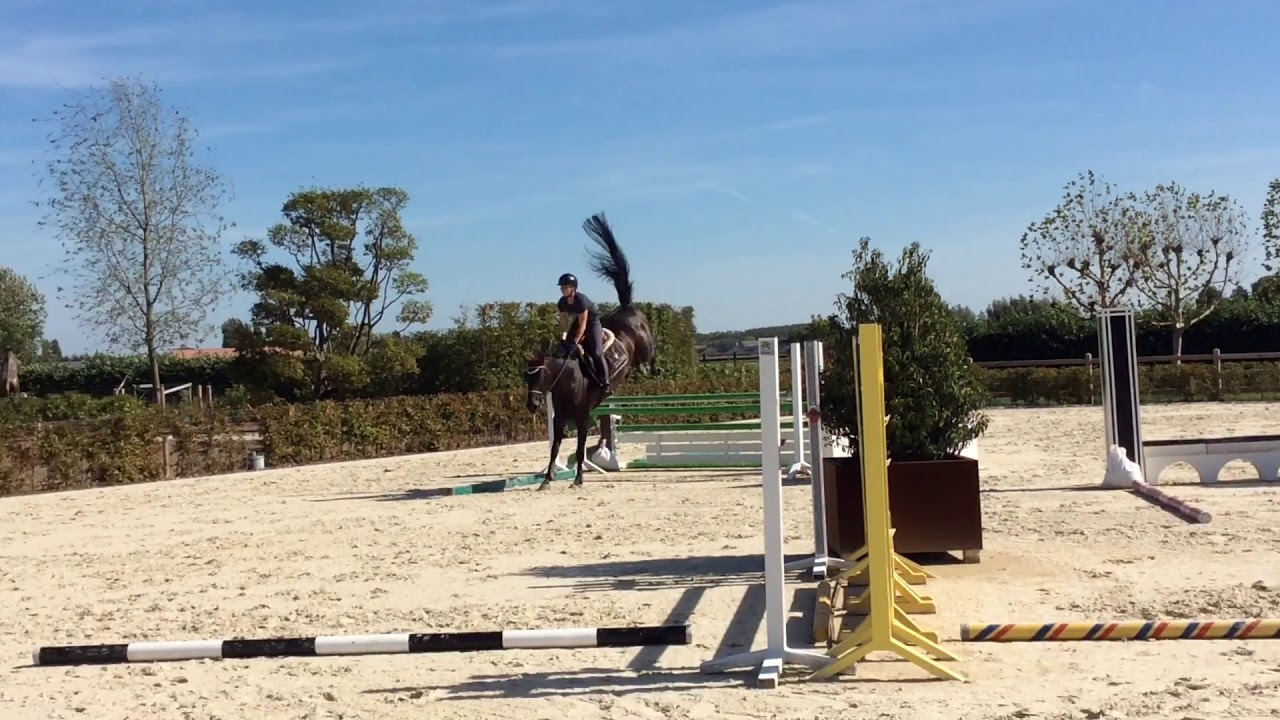 Chellana vh Hofterrijckel Z ( Chellano Alpha z x Canadian River ) Mare ...