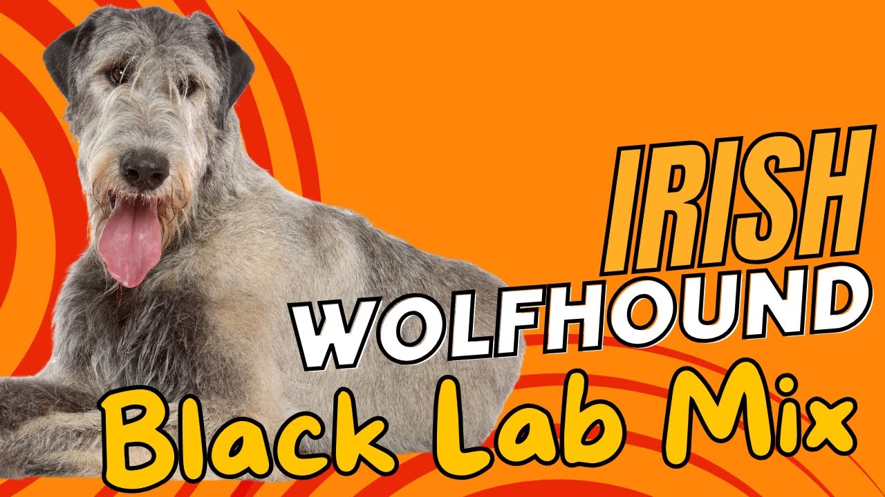 Irish Wolfhound Black Lab Mix🐾 - YouTube