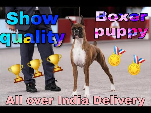 Show quality Boxer puppy🏆🏆 Champion bloodline🎖️🏅🥇 - YouTube