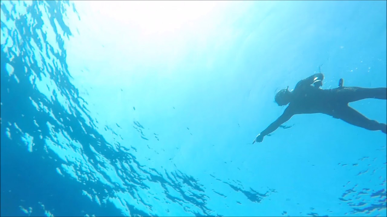 Oceanic White Tip Shark and Blue Marlin in Sharm El Sheik- Full Footage ...