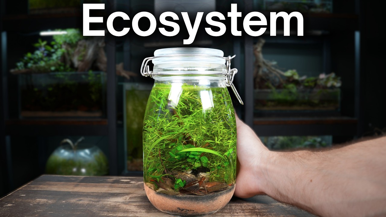 Building a Self-Sustaining Mini Aquarium in a Jar! - YouTube