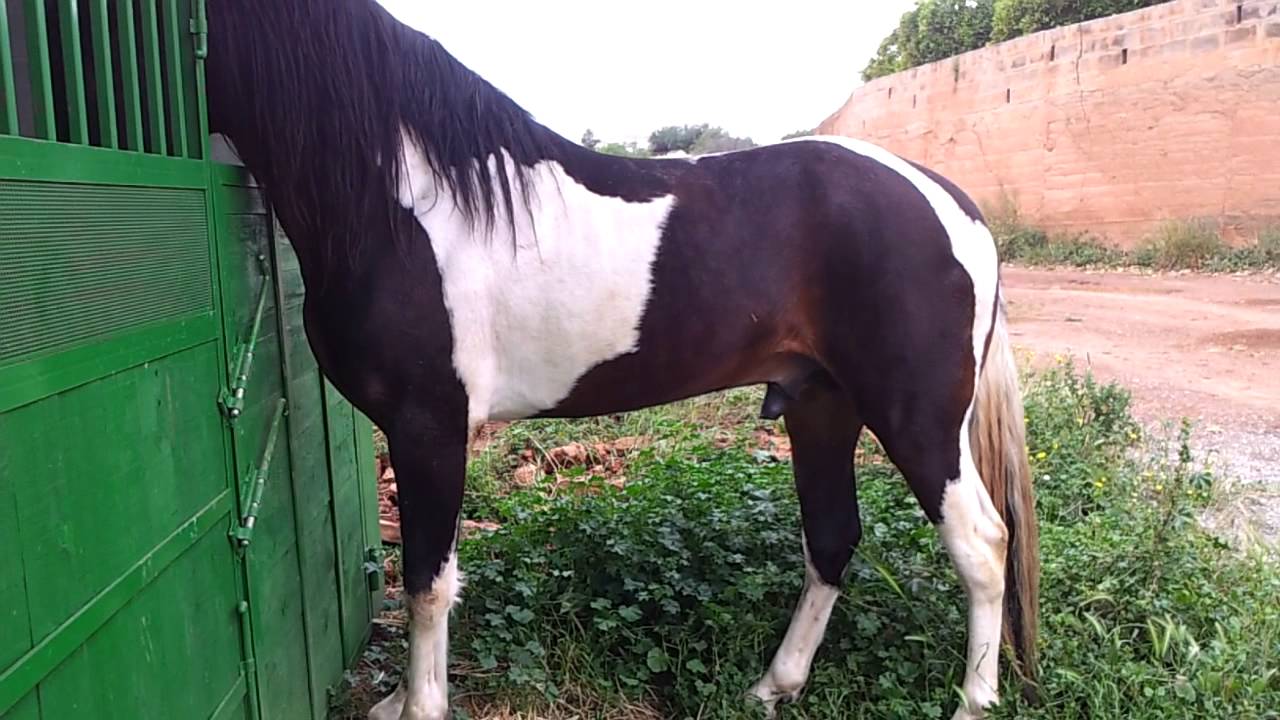 Mascastellon caballo pio 1 - YouTube
