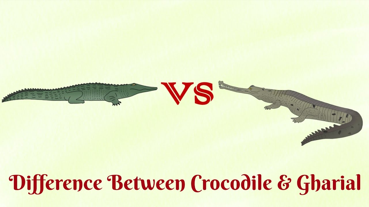 Gharial Vs Crocodile